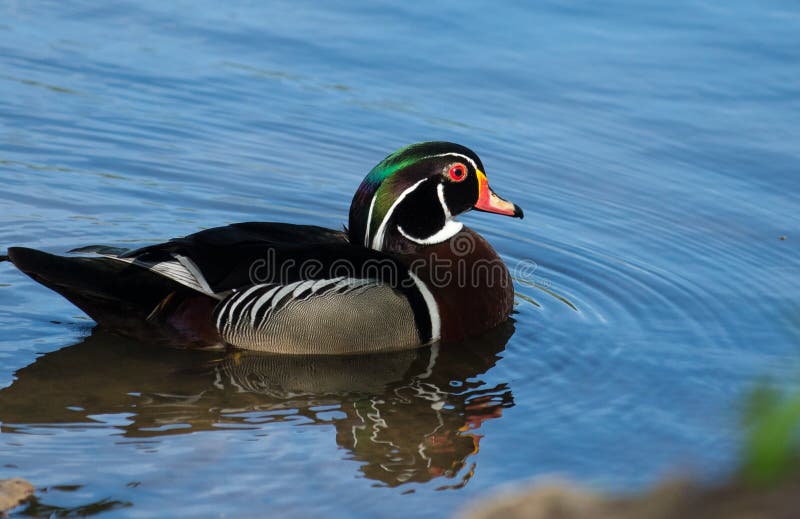 Anatra di legno americana fotografia stock. Immagine di piuma - 80378
