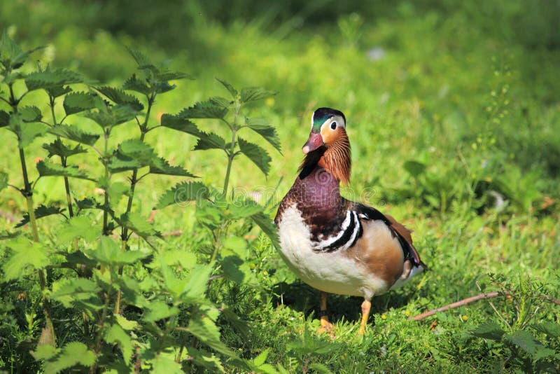 Anatra di mandarino immagine stock. Immagine di pascolo - 28741195