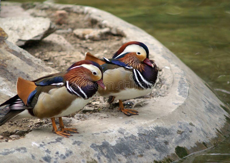 ANATRA DI MANDARINO fotografia stock. Immagine di pietra - 3733308