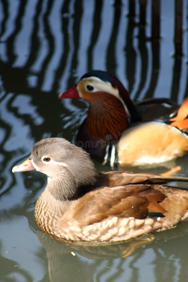 Anatra di mandarino fotografia stock. Immagine di giardino - 7505160