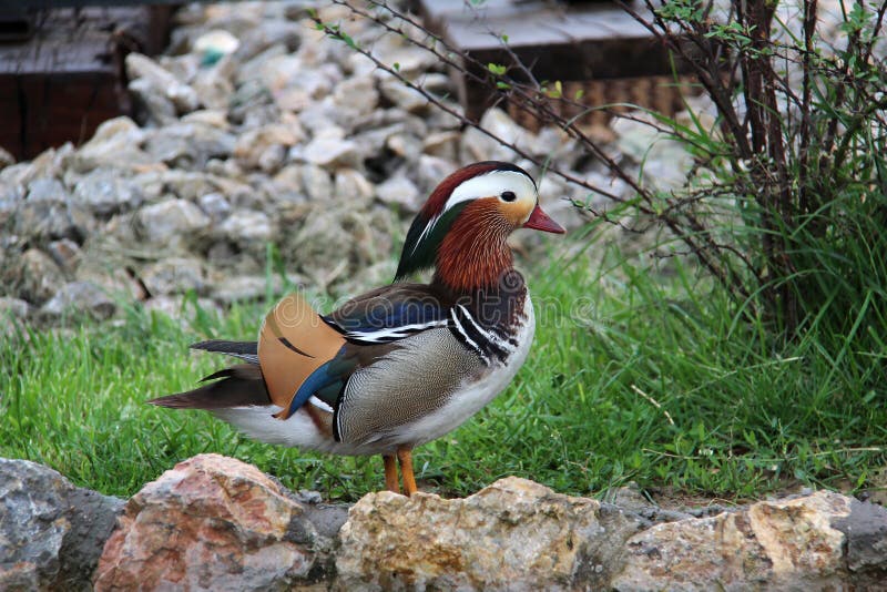 Bella Nuotata Delle Anatre Di Mandarino Nello Stagno Fotografia Stock ...