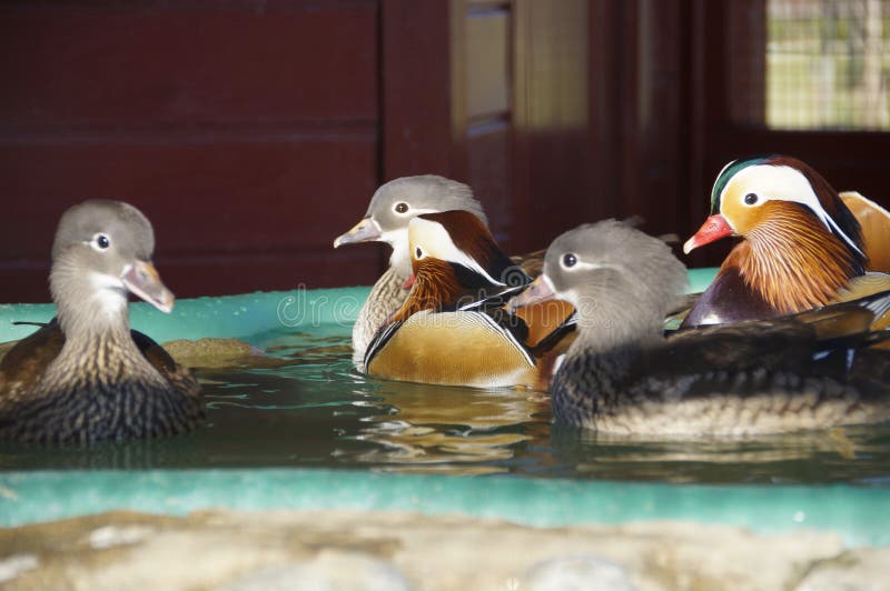 Anatra di mandarino cinese immagine stock. Immagine di motivi - 85331953