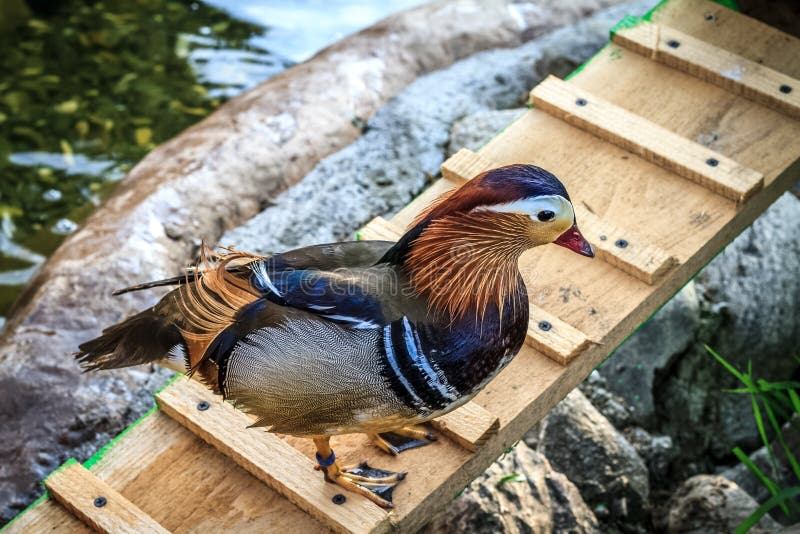 Anatra Di Mandarino Colourful Immagine Stock - Immagine di stagno ...