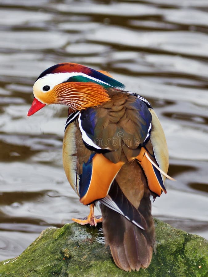 Anatra Di Mandarino Nella Sosta Immagine Stock - Immagine di chiusura ...
