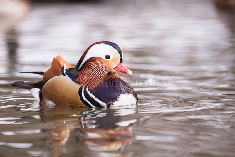 Anatra Di Mandarino Su Acqua Immagine Stock - Immagine di bello ...