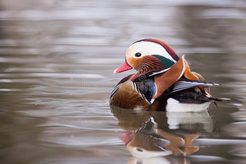 Anatra Di Mandarino Su Acqua Immagine Stock - Immagine di anatre ...