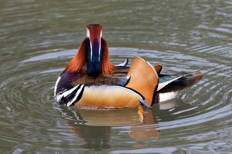 Anatra Di Mandarino Su Uno Stagno 2 Fotografia Stock - Immagine di ...