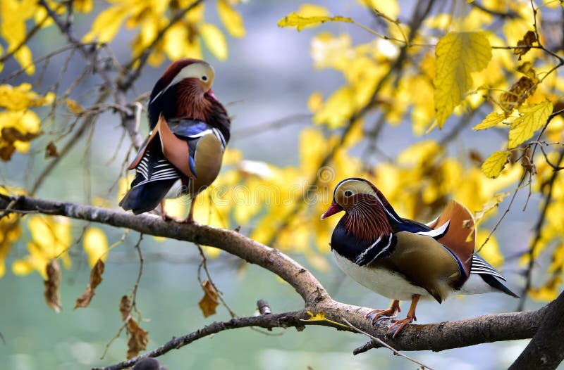 Anatra Di Mandarino Variopinta Immagine Stock - Immagine di giorno ...