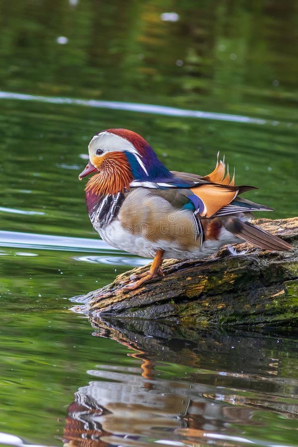 Anatra Di Mandarino Variopinta Fotografia Stock - Immagine di colore ...