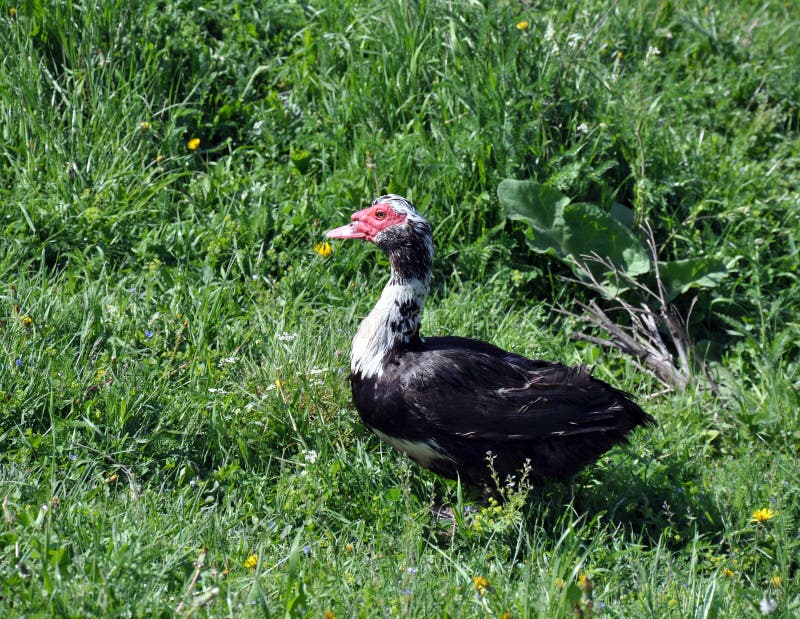 Anatra di Muscovy fotografia stock. Immagine di pollame - 16943398