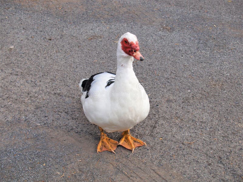 Anatra di Muscovy fotografia stock. Immagine di animale - 90278868