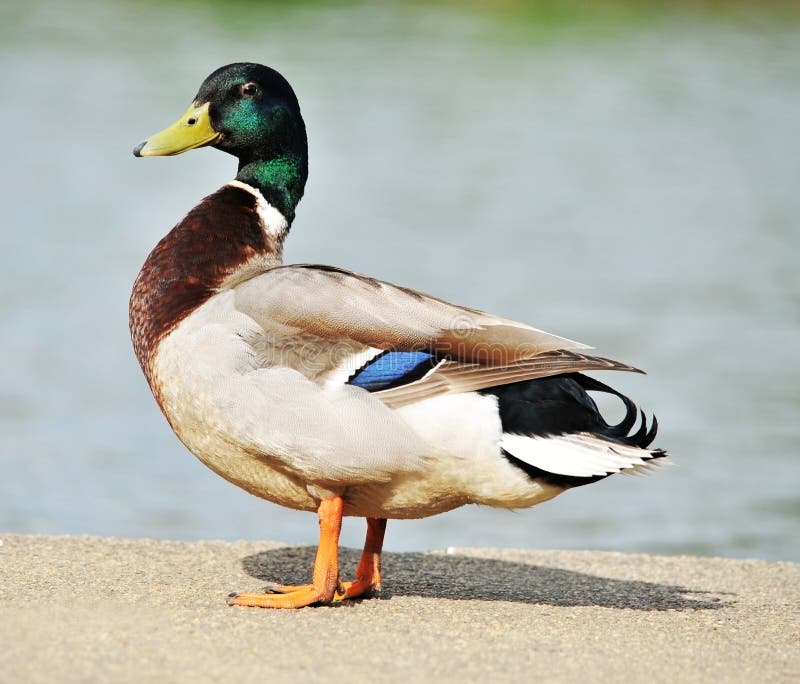 Anatra Bianca Con Il Becco Arancione Ed I Piedi Che Hanno Una Stirata ...
