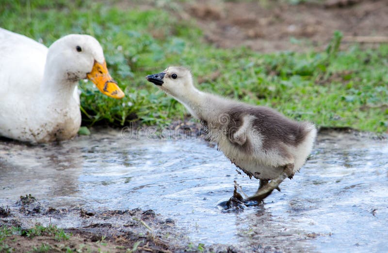 Anatra Bianca in Una Pozza Di Fango Fotografia Stock - Immagine di ...