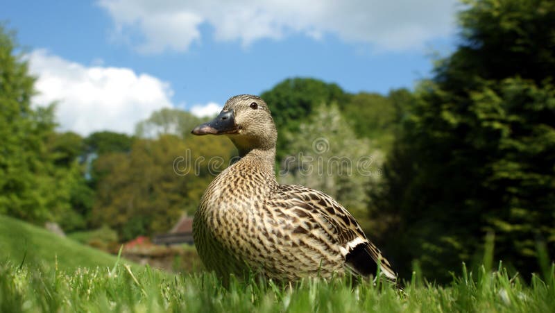 Anatra femminile immagine stock. Immagine di estati, inglese - 31213435