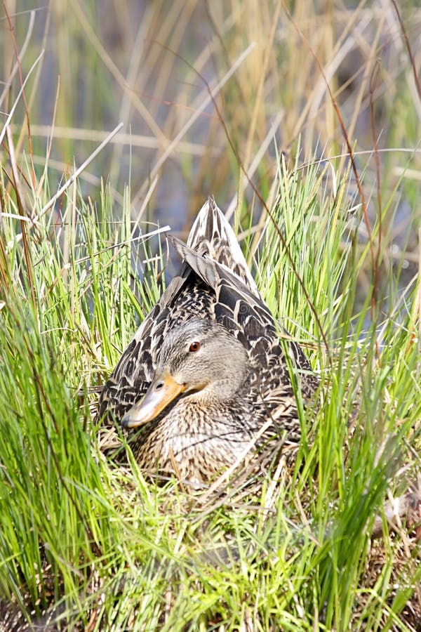 Anatra (germano Reale) Su Un Nido Immagine Stock - Immagine di madre ...