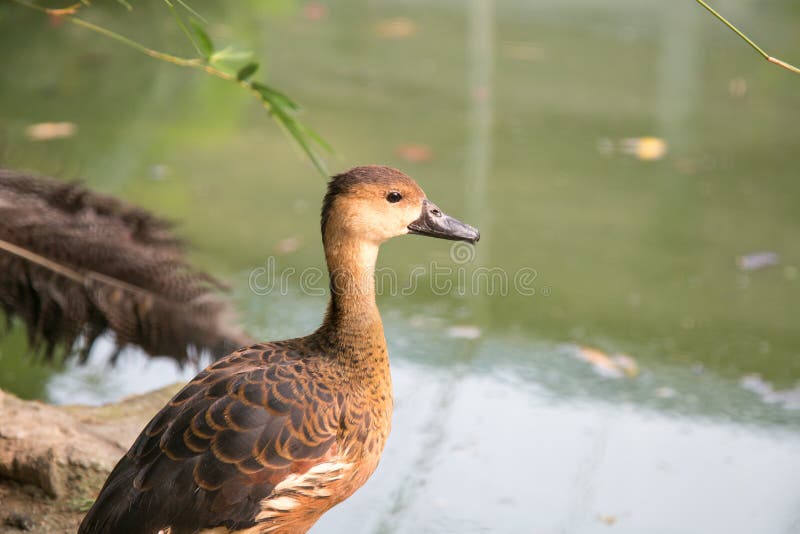 ANATRA MARRONE immagine stock. Immagine di arancione - 45720329