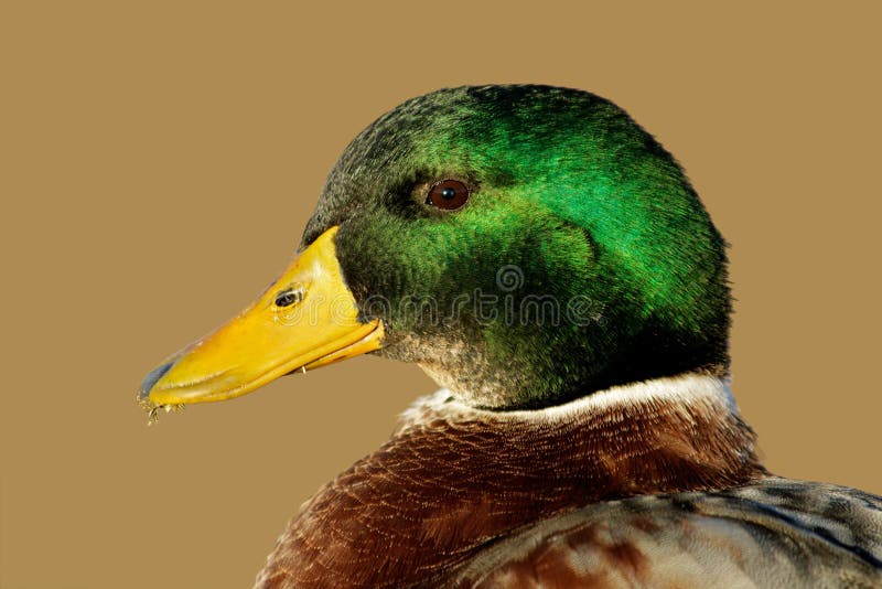 Anatra Maschio Del Germano Reale Fotografia Stock - Immagine di piume ...