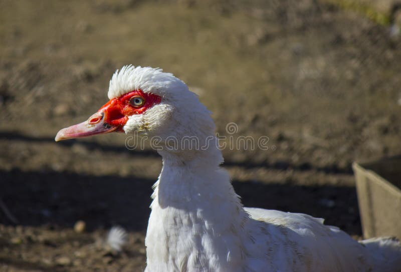 Anatra muta immagine stock. Immagine di cortile, natura - 38643255
