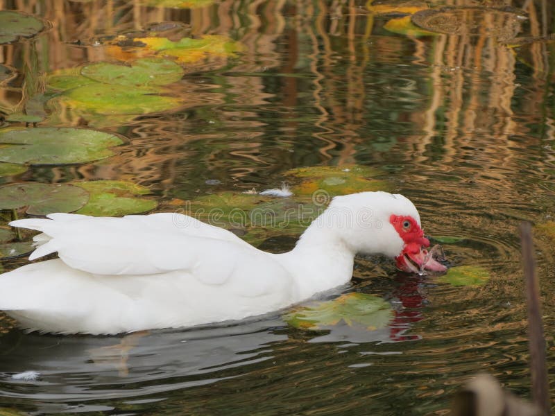 Anatra muta bianca fotografia stock. Immagine di grumo - 37086506