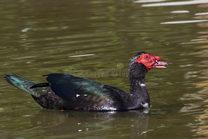 Anatra Muta (cairina Moschata) Fotografia Stock - Immagine di aperto ...