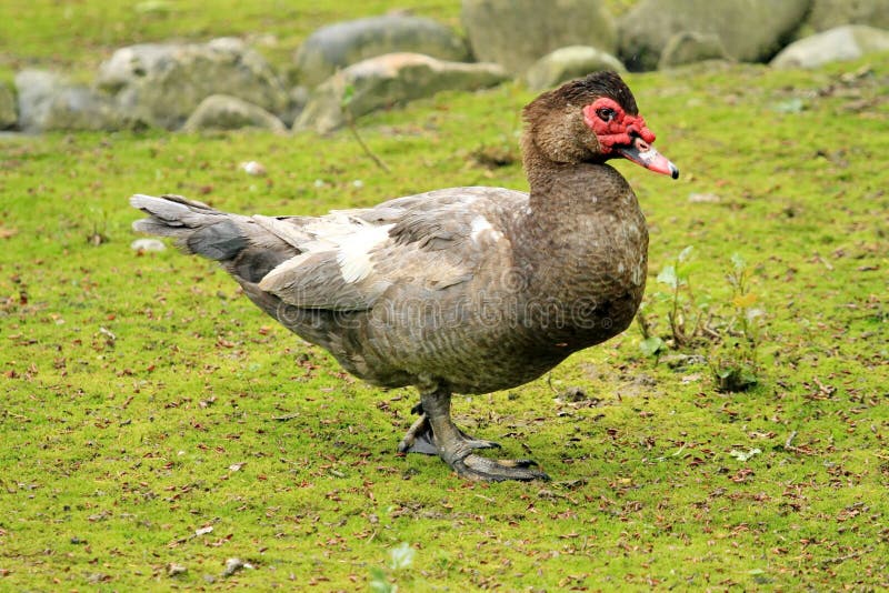 Anatra Muta Del Cioccolato, Cairina Moschata Immagine Stock - Immagine ...