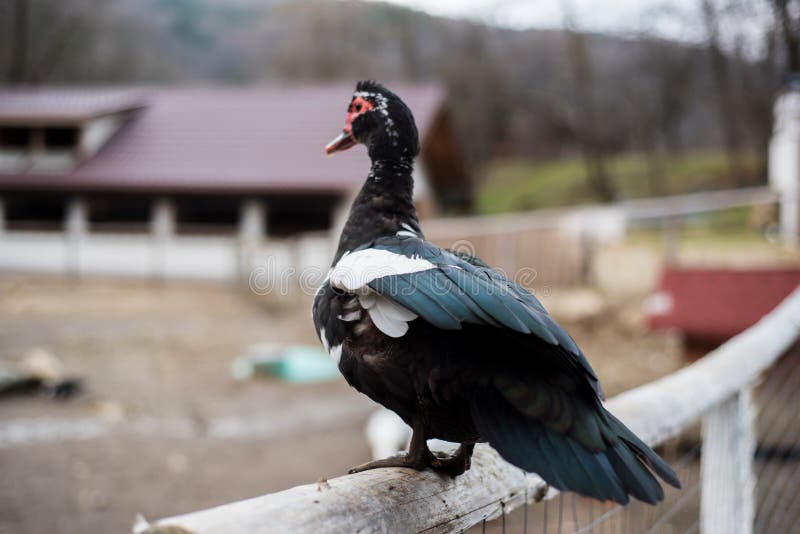Anatra Muta Nera, Cairina Moschata Fotografia Stock - Immagine di testa ...