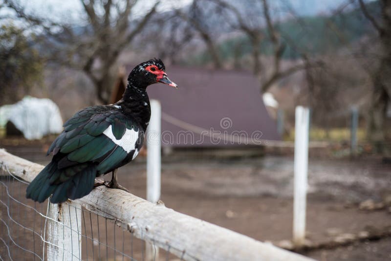 Anatra Muta Nera, Cairina Moschata Fotografia Stock - Immagine di testa ...