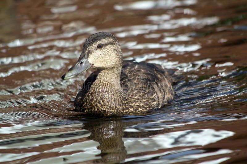 Anatra Nera Americana Dell'anatra Selvatica Immagine Stock - Immagine ...