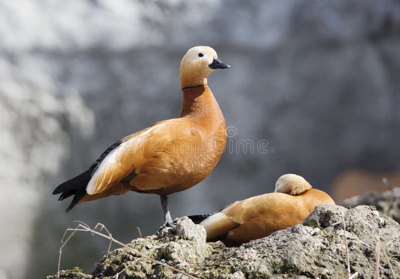Anatra rossa fotografia stock. Immagine di rossa, animale - 114026372