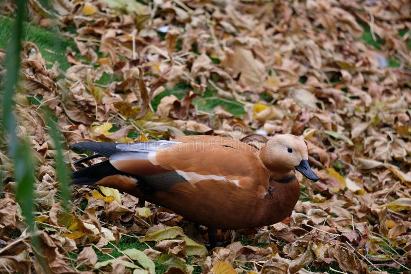 Anatra Rossa Foto Stock - Download 1,520 Royalty Free Photos