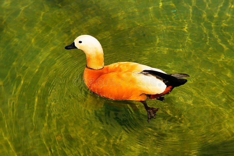 Anatra Rossa (Shelduck Ruddy) Immagine Stock - Immagine di uccello ...