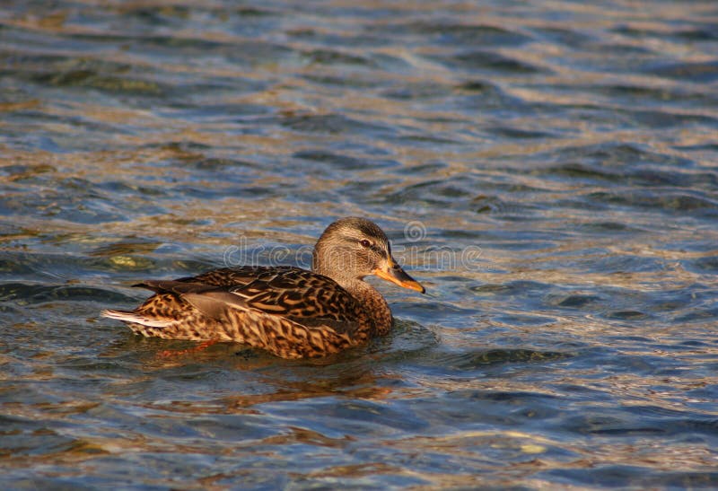 Anatra selvatica immagine stock. Immagine di nuoto, piume - 1902731