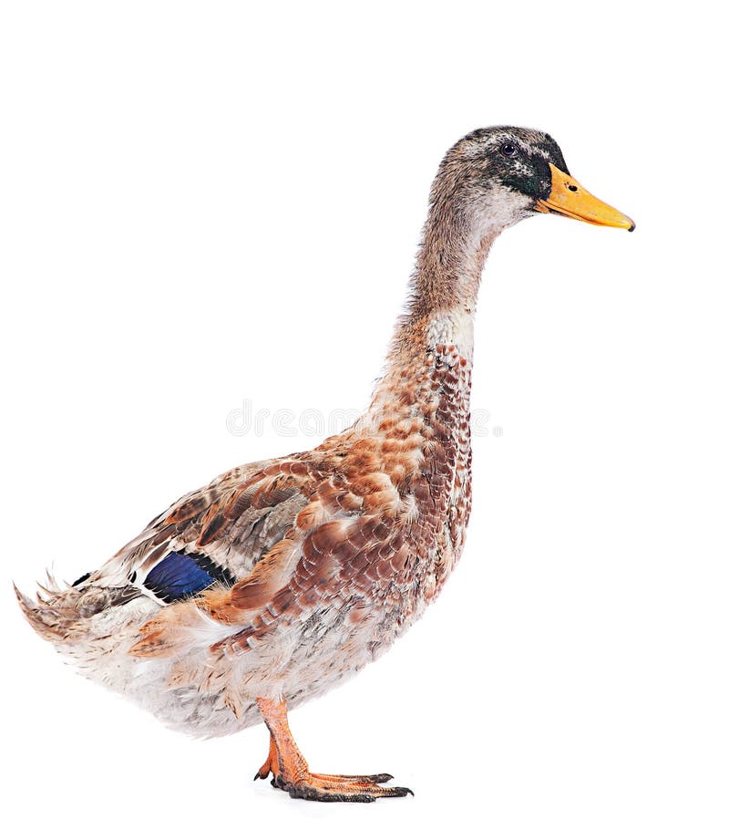 Anatra Selvatica in Habitat Naturale Fotografia Stock - Immagine di ...