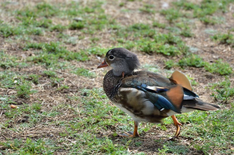 Anatra selvatica immagine stock. Immagine di carino, uccello - 43649359