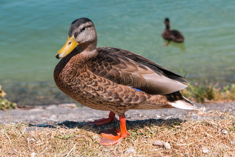 Anatra selvatica immagine stock. Immagine di europa, lago - 57079117