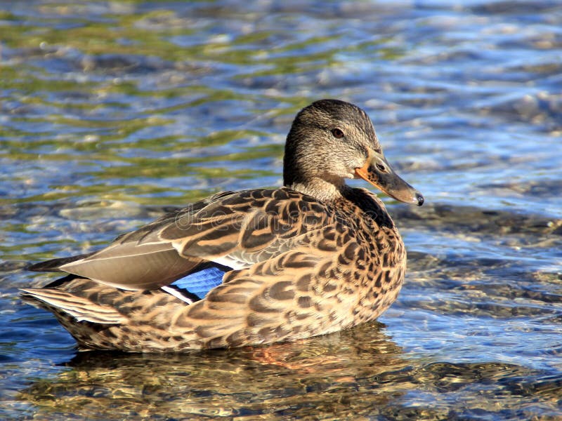 Anatra Selvatica Al Fondo Del Lago Fotografia Stock - Immagine di luce ...