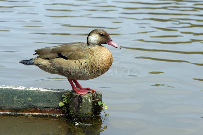 Anatra Selvatica Che Riposa Sulla Pertica Nel Lago Immagine Stock ...