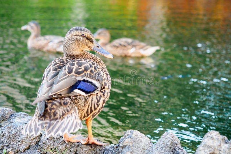 Anatra Selvatica Da Un Grande Stagno Immagine Stock - Immagine di verde ...