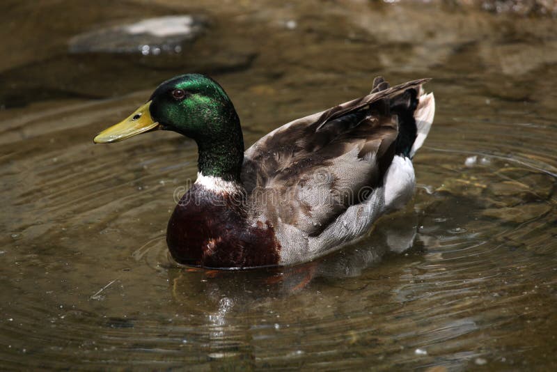 Anatra Selvatica Maschio (platyrhynchos Di Anas) Fotografia Stock ...