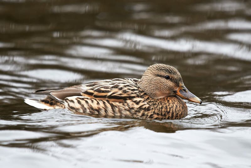 Anatra Selvatica (platyrhynchos Di Anas) Fotografia Stock - Immagine di ...