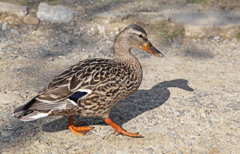 Anatra Selvatica Sul Pleso Del Tarn Vrbicke Fotografia Stock - Immagine ...