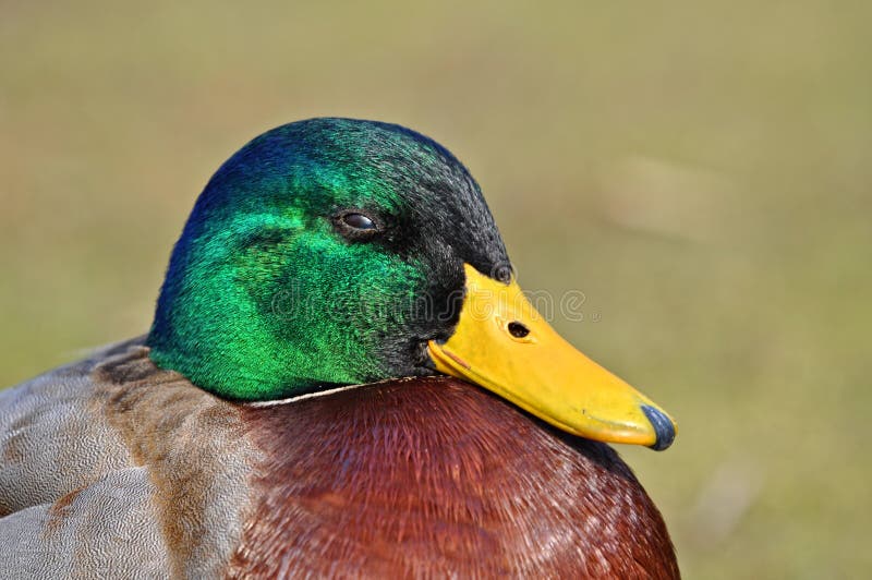 Anatra, Uccello, Mallard, Becco Fotografia Stock - Immagine di wildlife ...