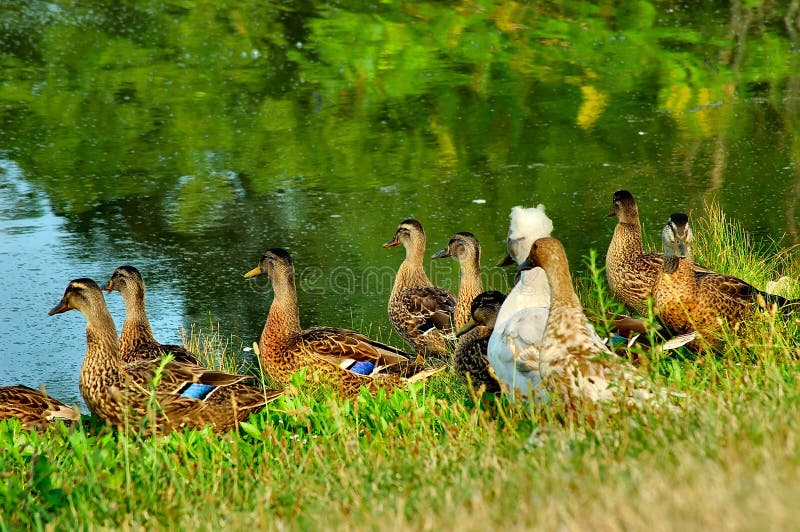 Anatre fotografia stock. Immagine di uccelli, anatra, erba - 9967924
