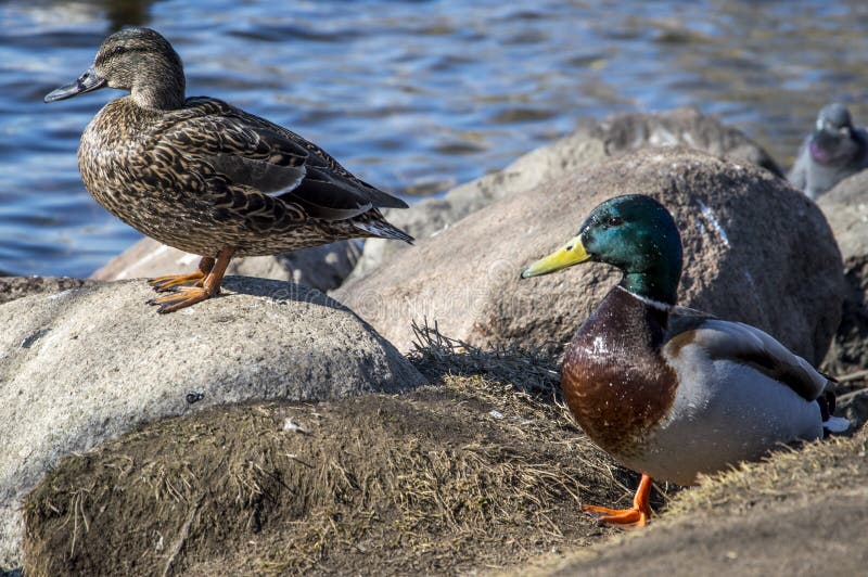 Due Anatre Volanti Isolate Su Fondo Bianco Fotografia Stock - Immagine ...