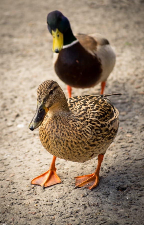 Anatre immagine stock. Immagine di comportamento, piuma - 64495611