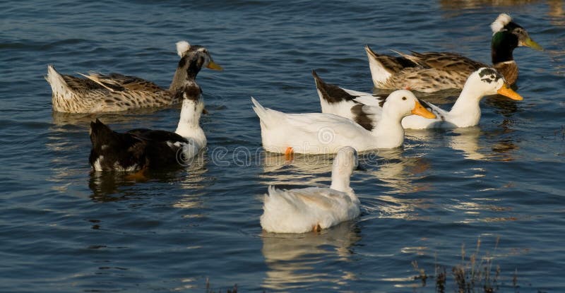 Anatre crestate immagine stock. Immagine di nuotata, allevamento - 13416127