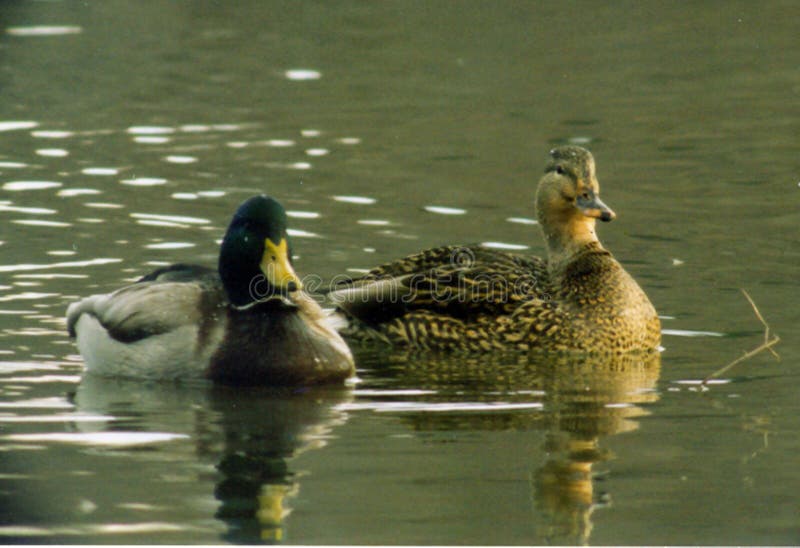 Anatre del germano reale fotografia stock. Immagine di nuoto - 210630