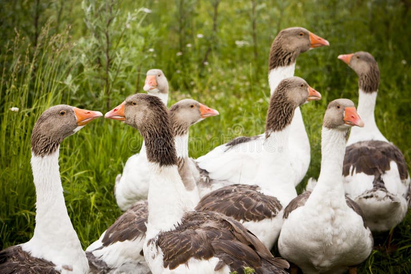 Anatre nazionali fotografia stock. Immagine di anatroccolo - 21273060