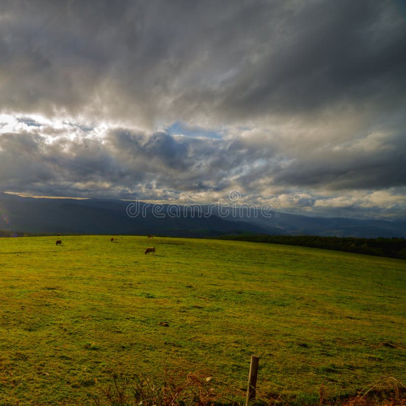 Ancares Countryside with Cows Stock Image - Image of forests, eume ...