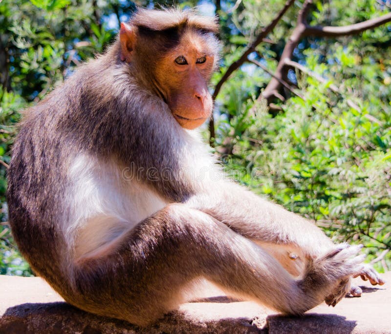 Ancestral Pose stock photo. Image of nice, nature, monkey - 52680224